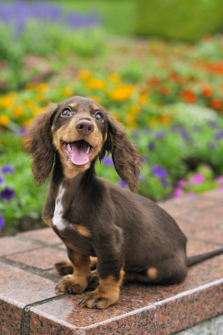 A Definitive Ranking of the 25 Cutest Dog Breeds