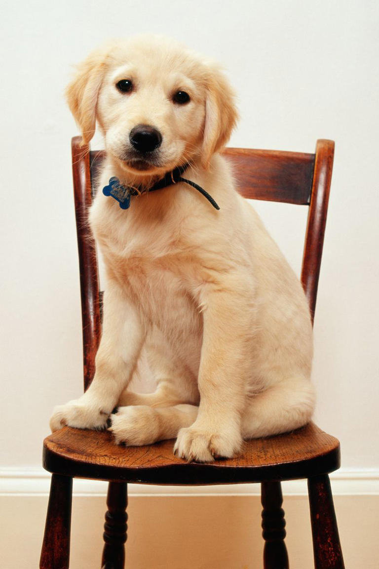 A definitive ranking of the 25 cutest dog breeds