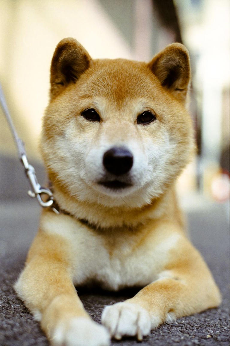 A definitive ranking of the 25 cutest dog breeds