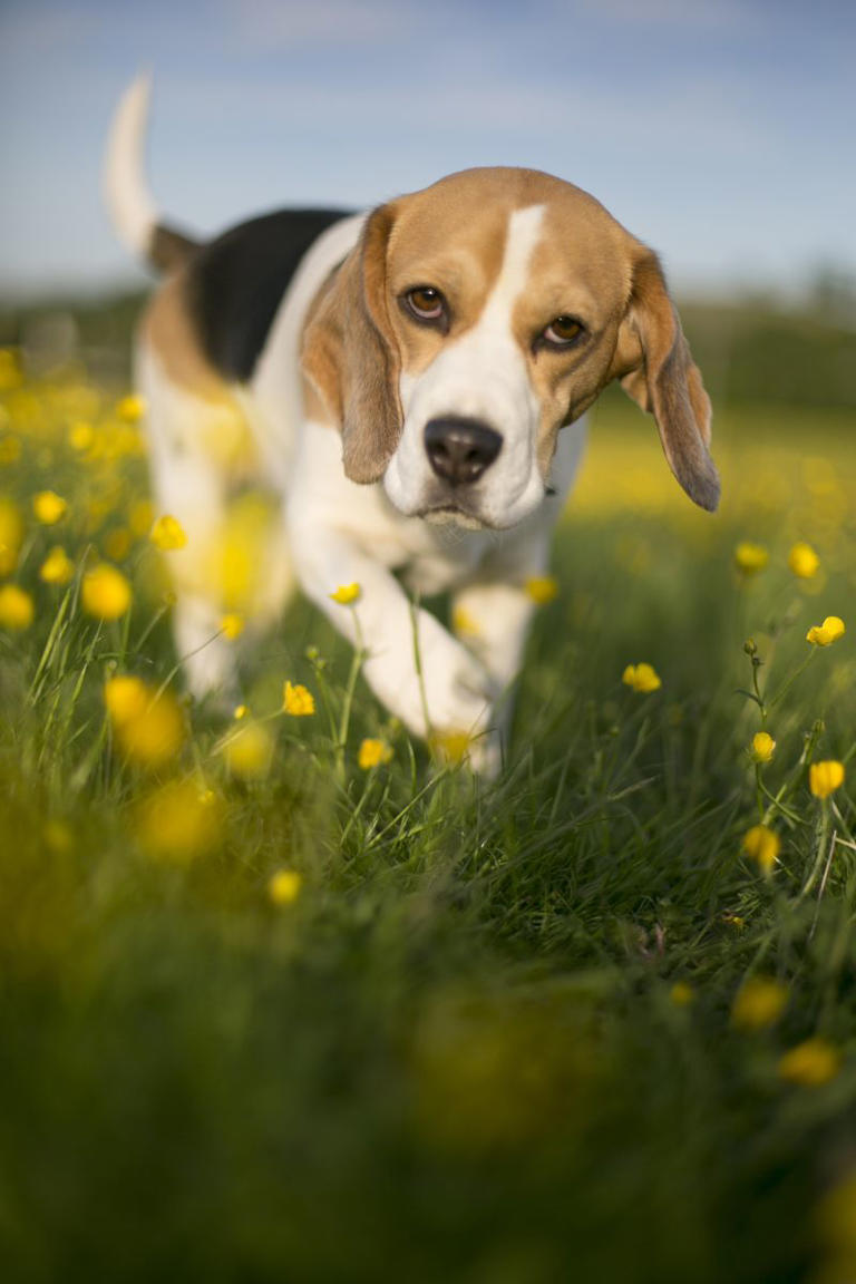 A Definitive Ranking of the 25 Cutest Dog Breeds
