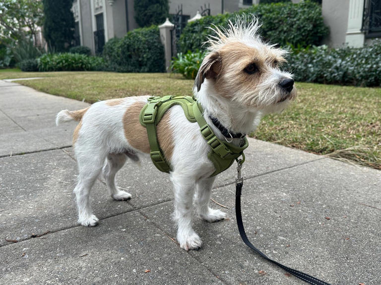 The 5 best no-pull dog harnesses of 2025, tested and reviewed