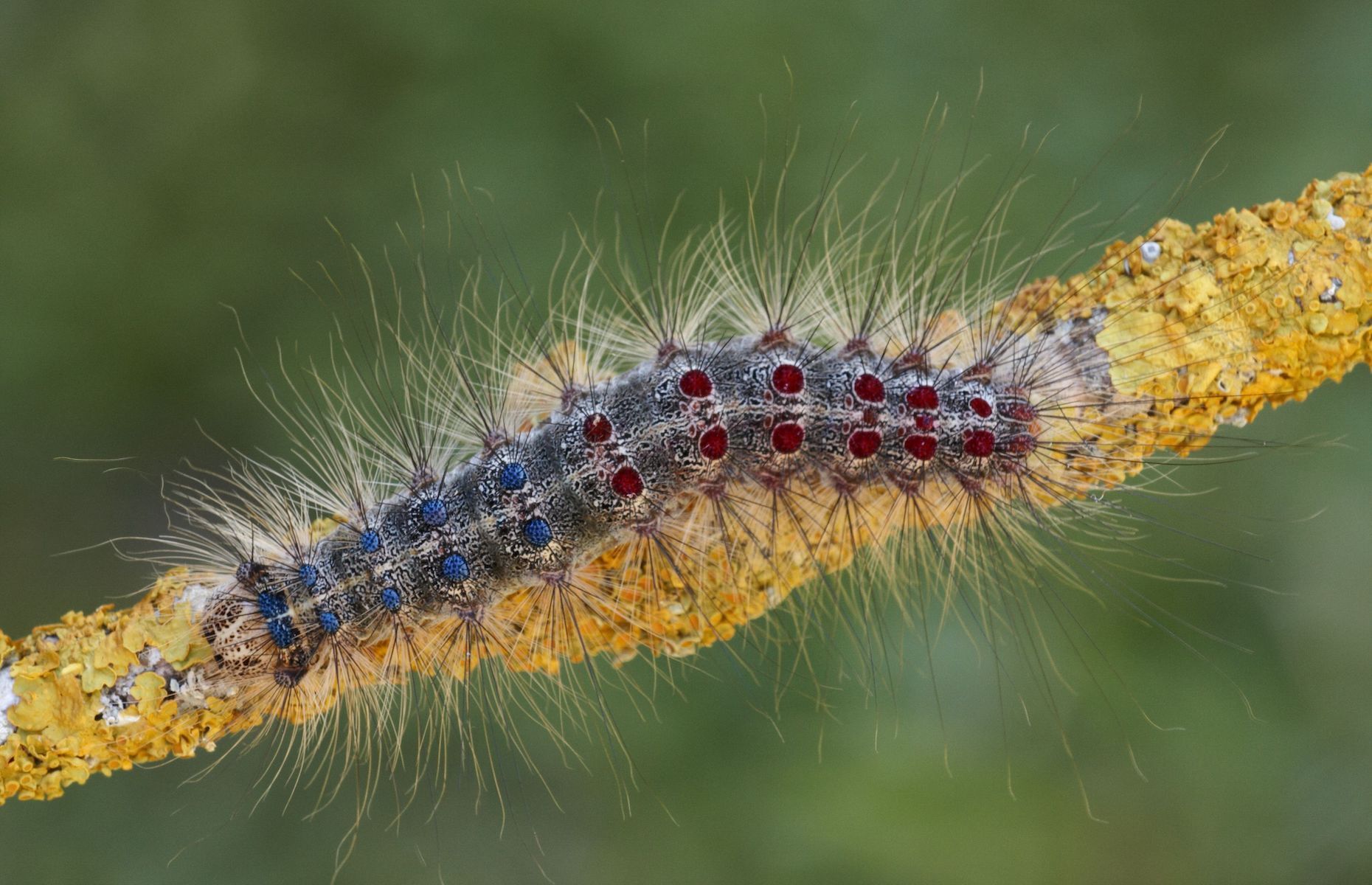 The most invasive species in North America