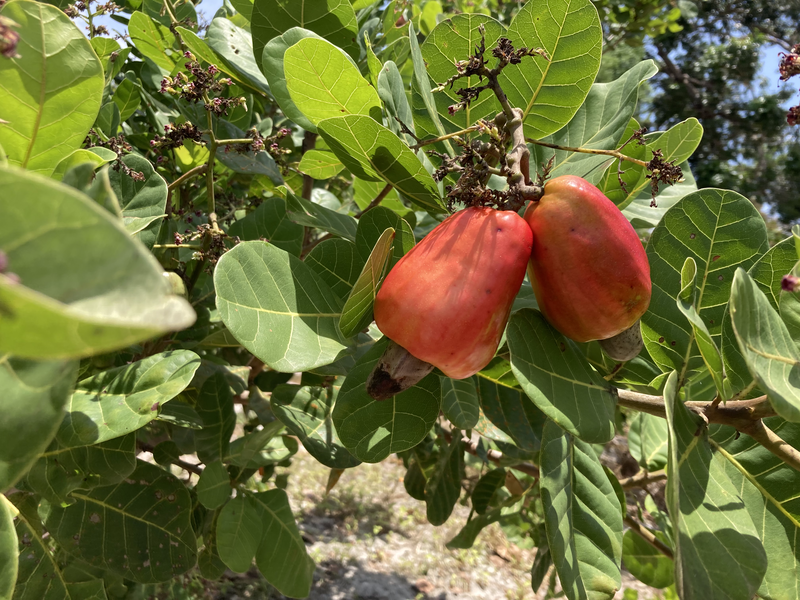 Caju ainda gera dúvida: afinal, é fruta ou castanha?