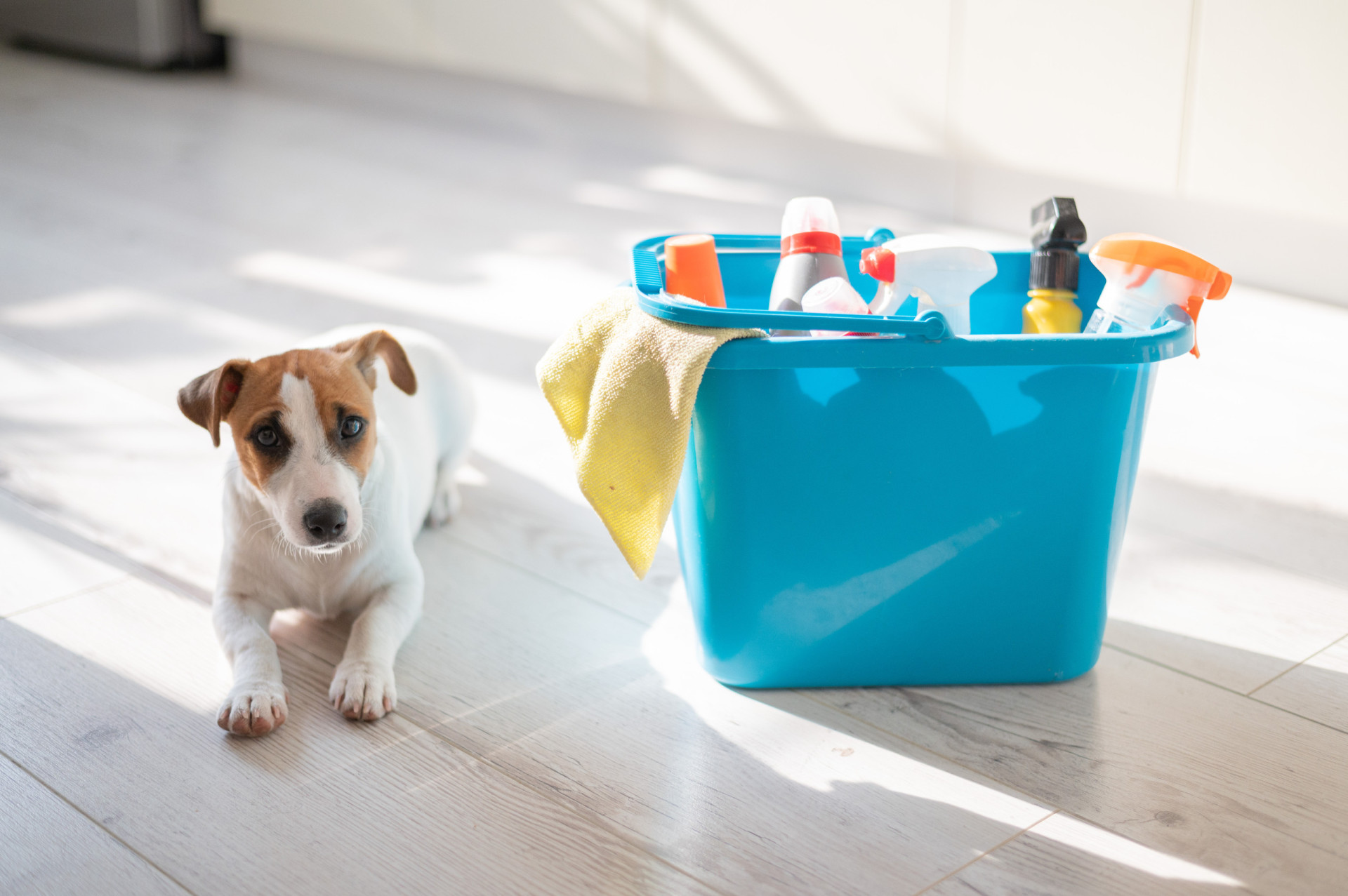 Fur-tastic hacks: time-saving tricks for pet parents