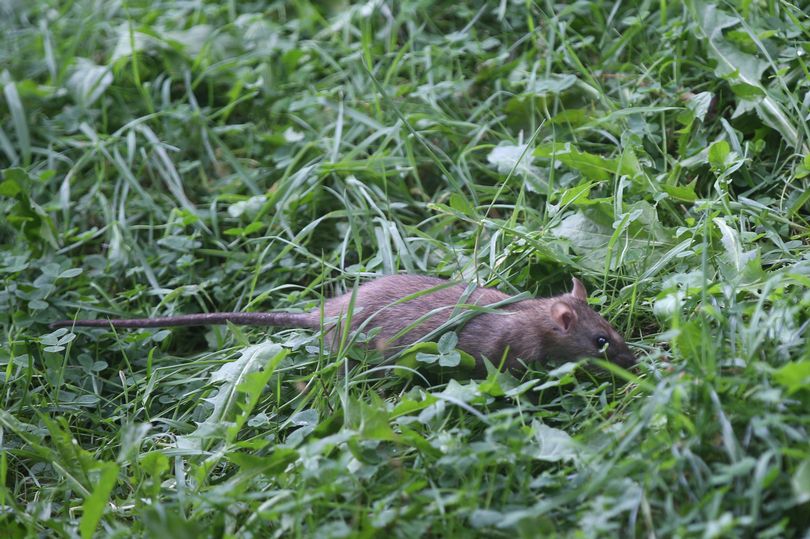 Simple and safe ways to keep rats out of your garden that really work