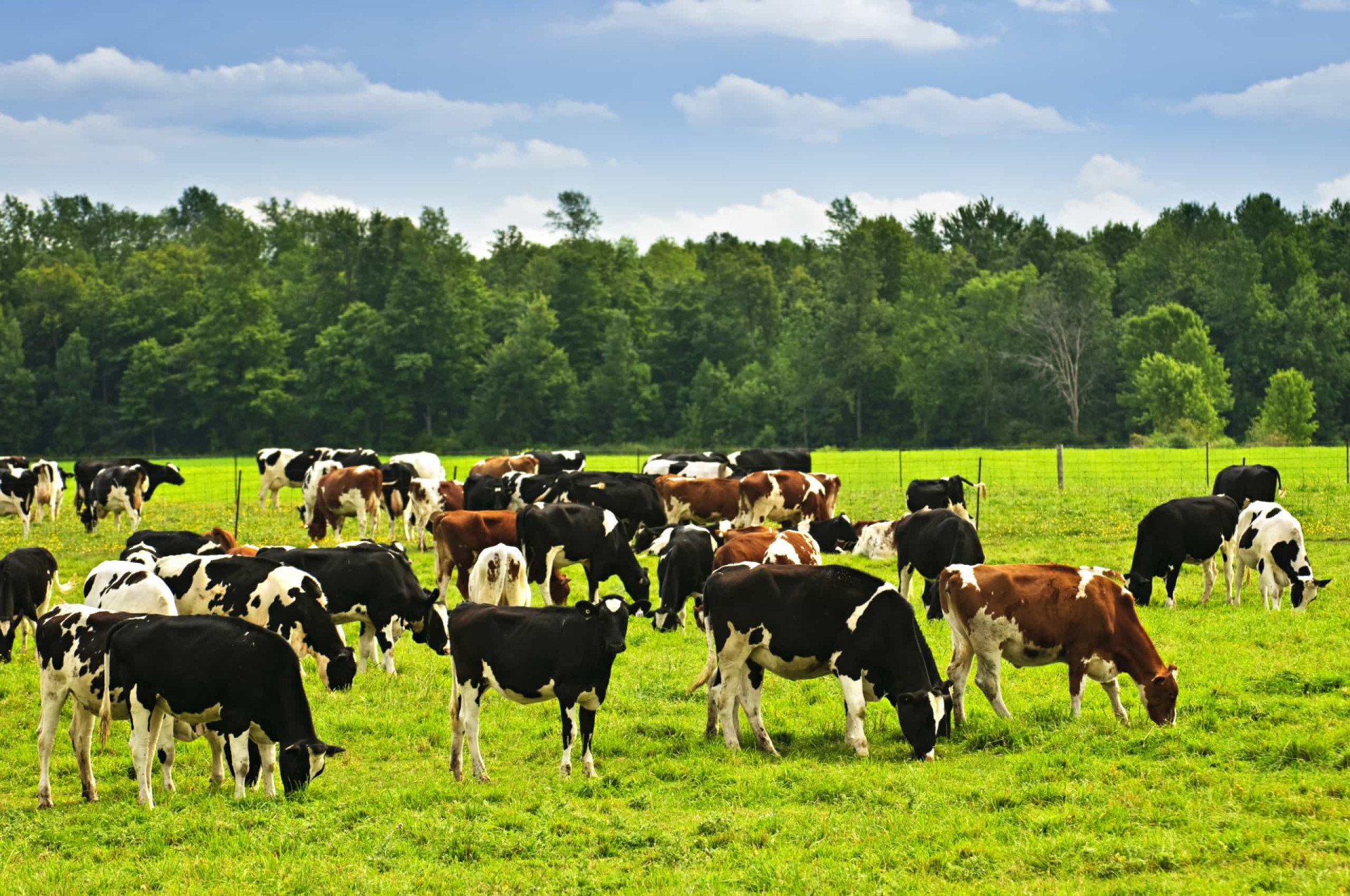 How the dairy industry negatively impacts climate change