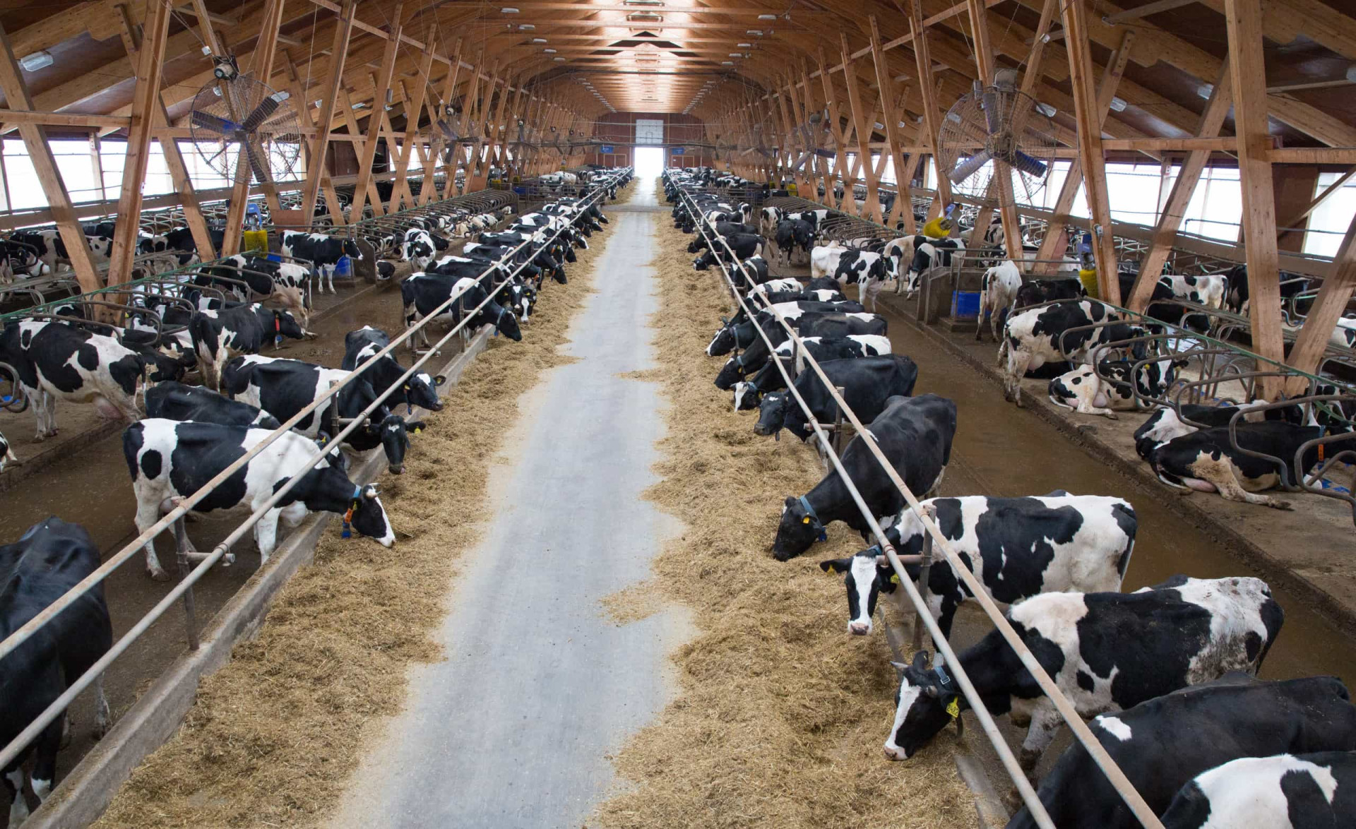 How the dairy industry negatively impacts climate change