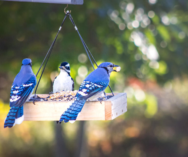 'Chirp-cuterie' boards are our latest bird feeding obsession – you can ...
