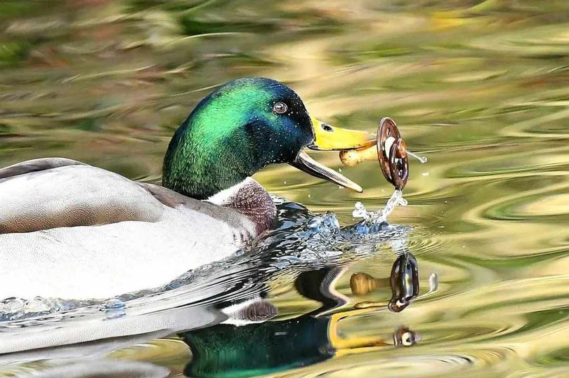 Astonishing photographs show duck with baby's dummy in its mouth