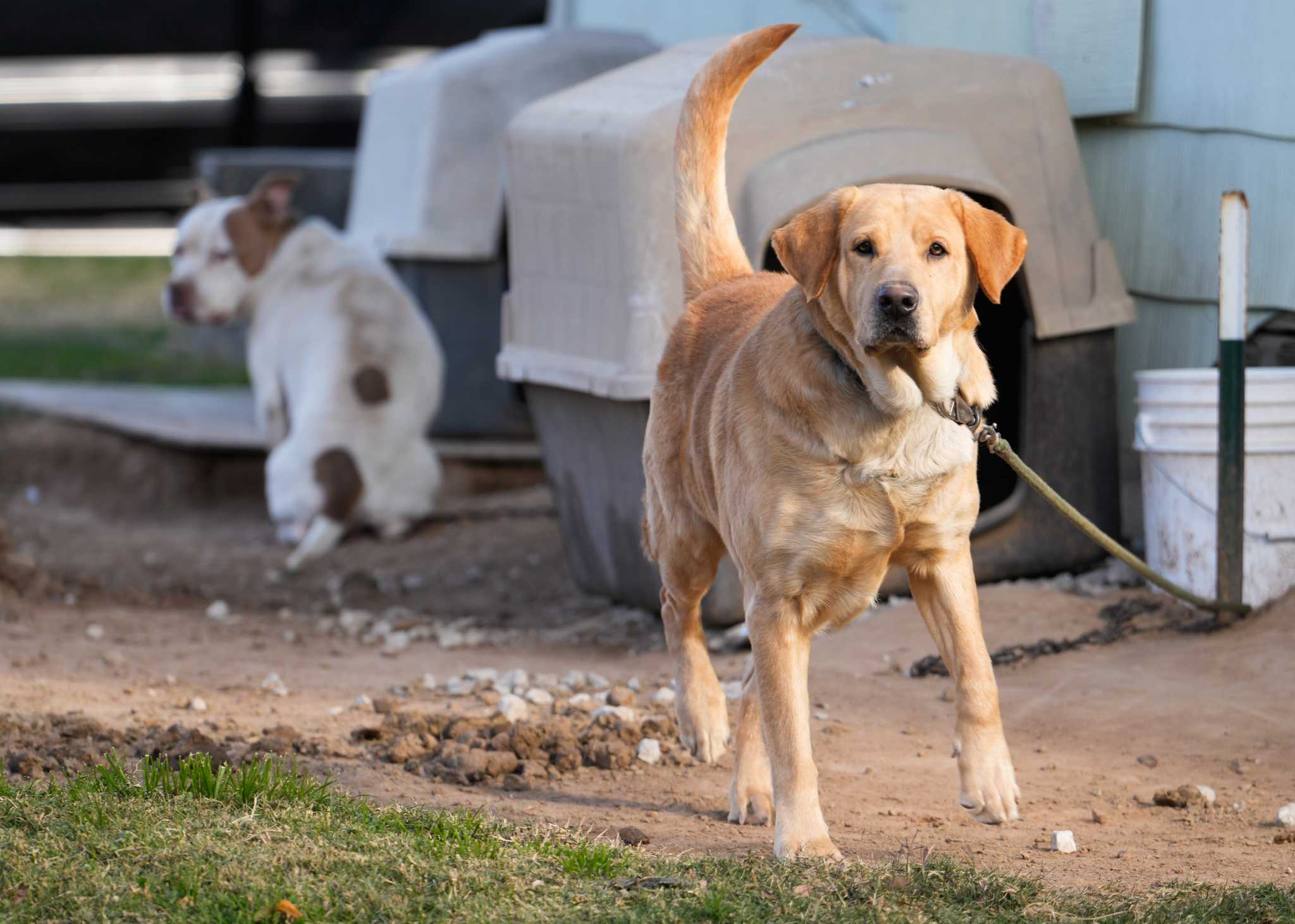 Here's what to know about keeping pets safe in Houston during next week ...