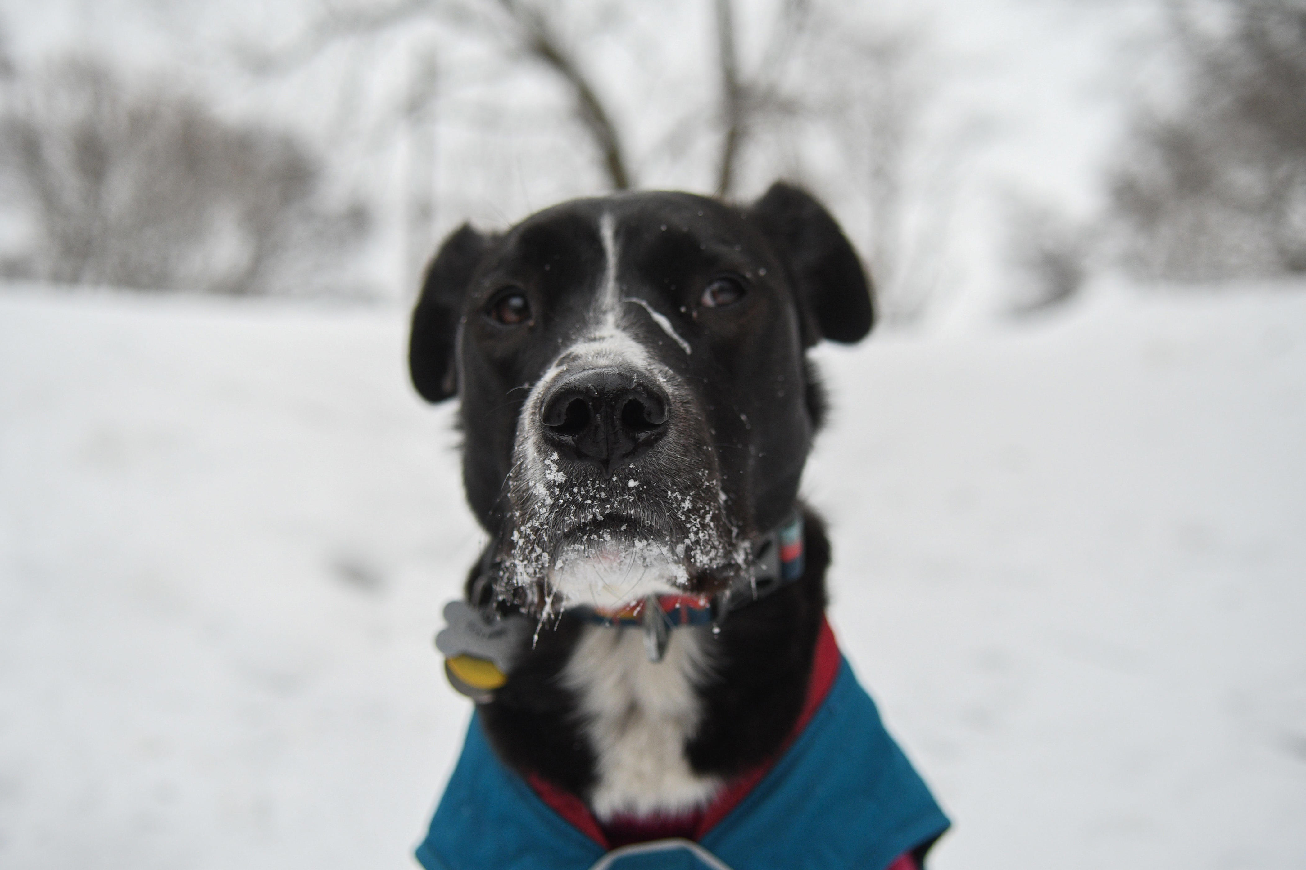 Is it too cold to walk your dog? What to know about frigid weather