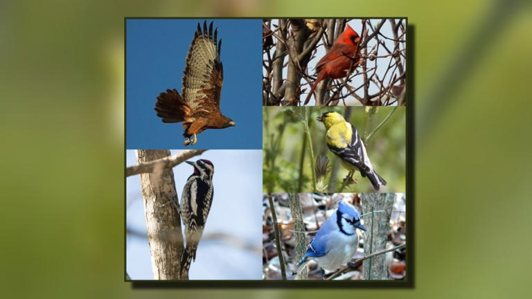 Petersburg National Battlefield to host Great Backyard Bird Count event
