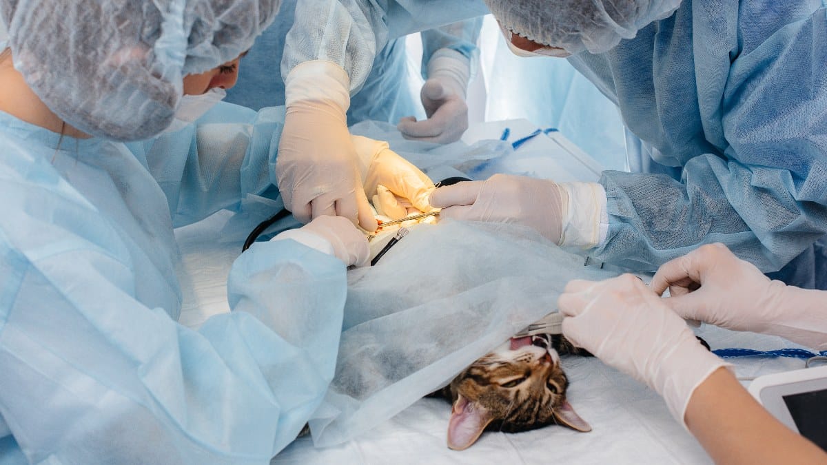 Was kostet die Kastration von Kater und Katze?