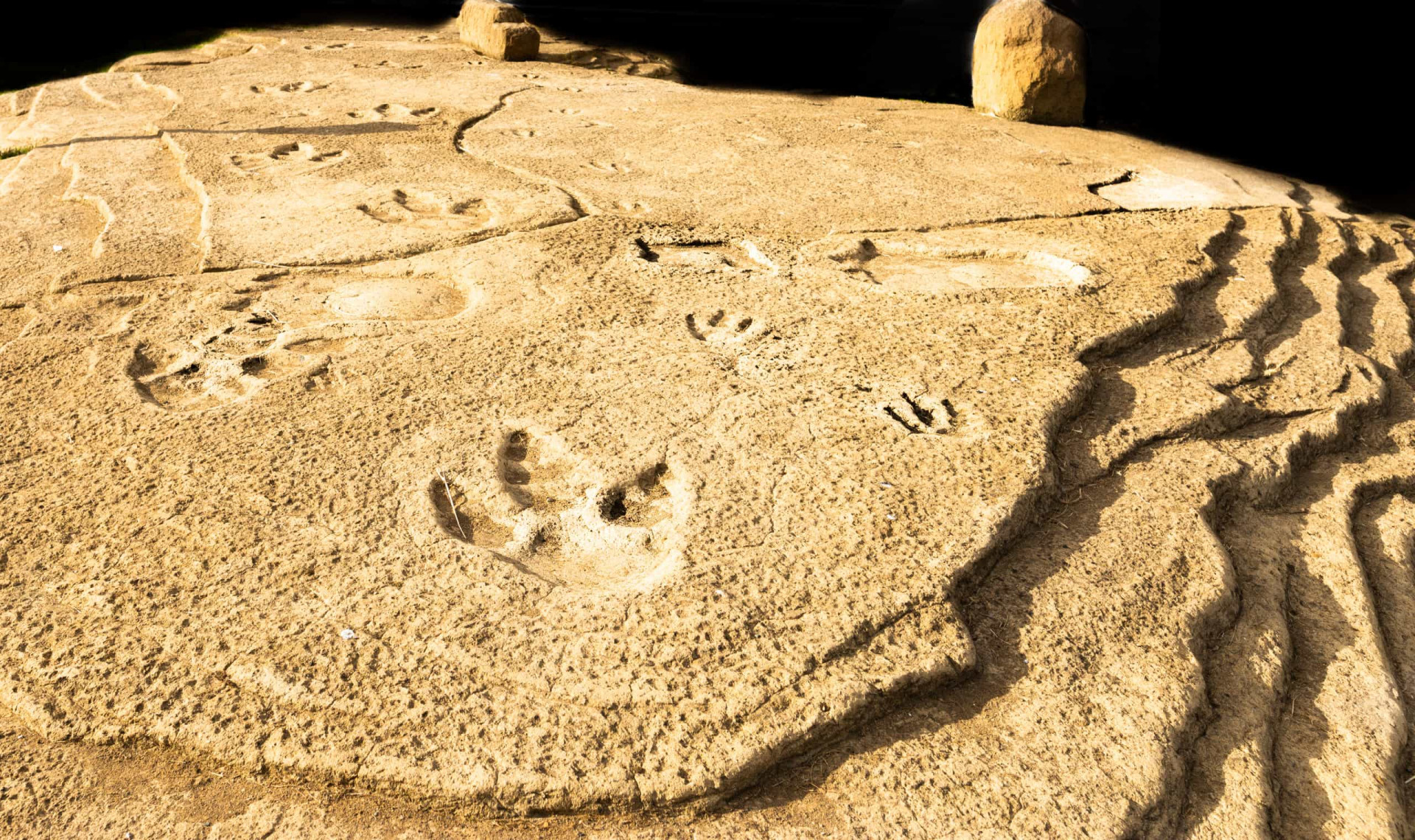 What science reveals about dinosaurs: facts and discoveries