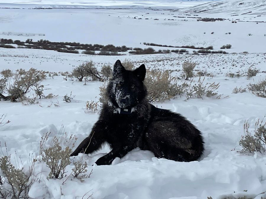 Pro-wolf groups urge budget committee to ‘uphold their commitment’ to ... Pro-wolf groups urge budget committee to ‘uphold their commitment’ to ...