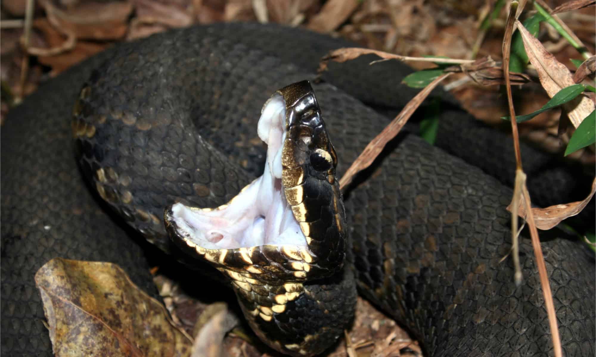 Discover 7 Snakes that Hunt at Night