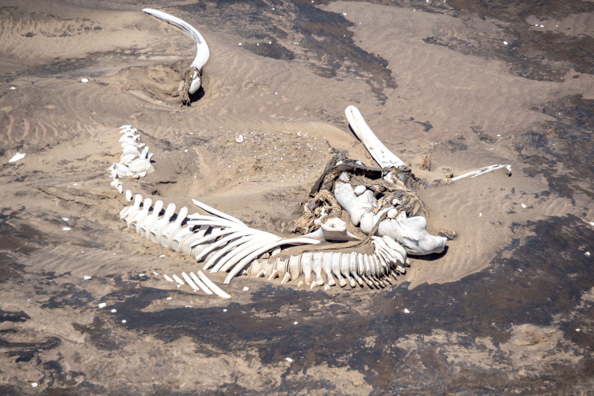 Why is whale poo so critical to our planet?