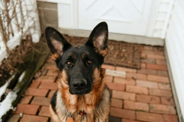 10 Impressive Facts About German Shepherds 10 Impressive Facts About German Shepherds