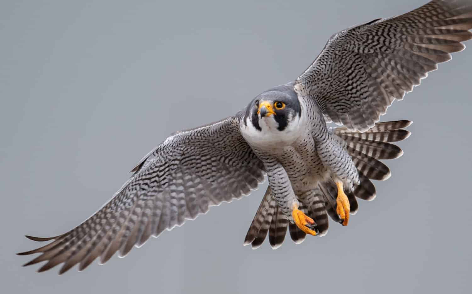 The Top 10 Fastest Birds in the U.S. (And Where You Can Find Them)