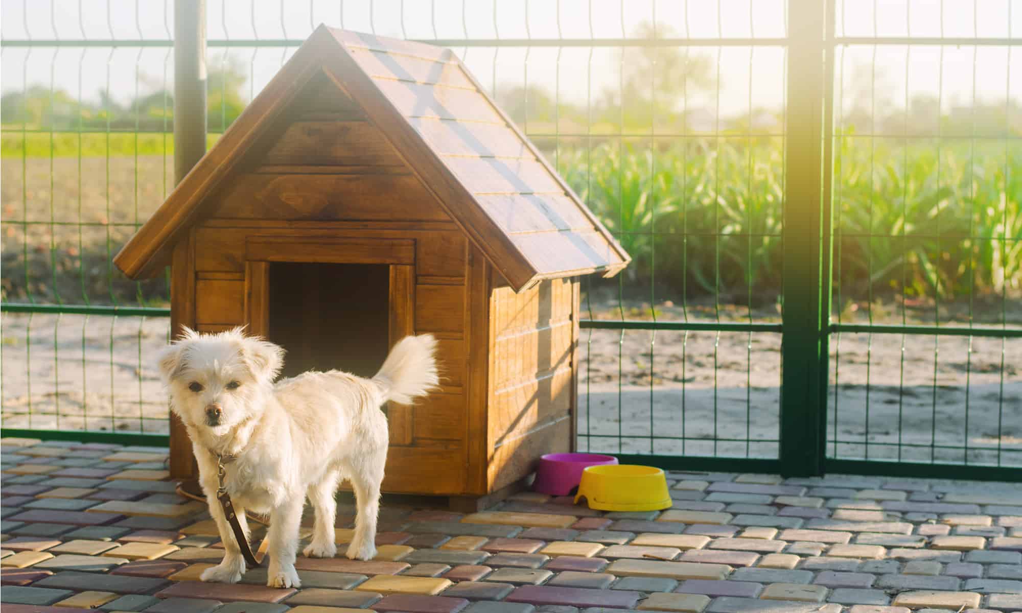 Eliminate Fleas From Your Yard With These Effective Treatments