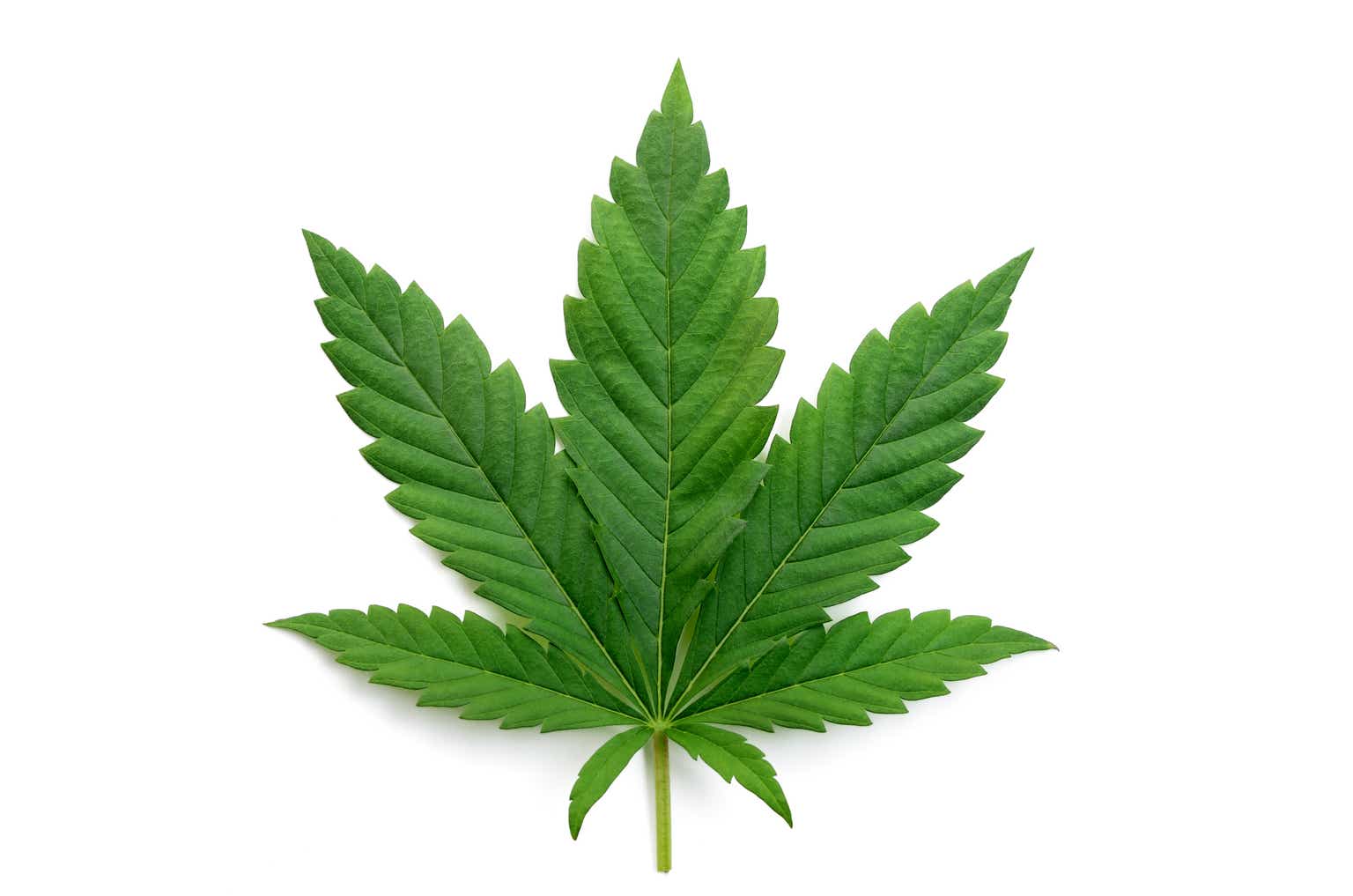 Trump privately backed marijuana rescheduling since taking office ...