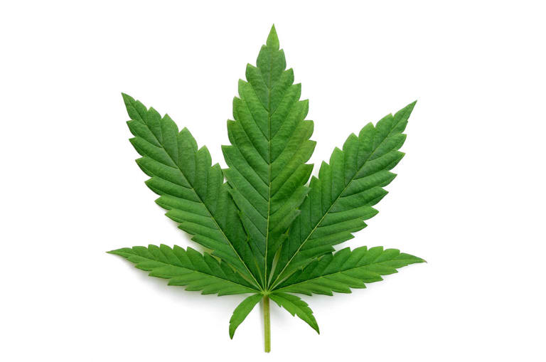 Trump privately backed marijuana rescheduling since taking office ...