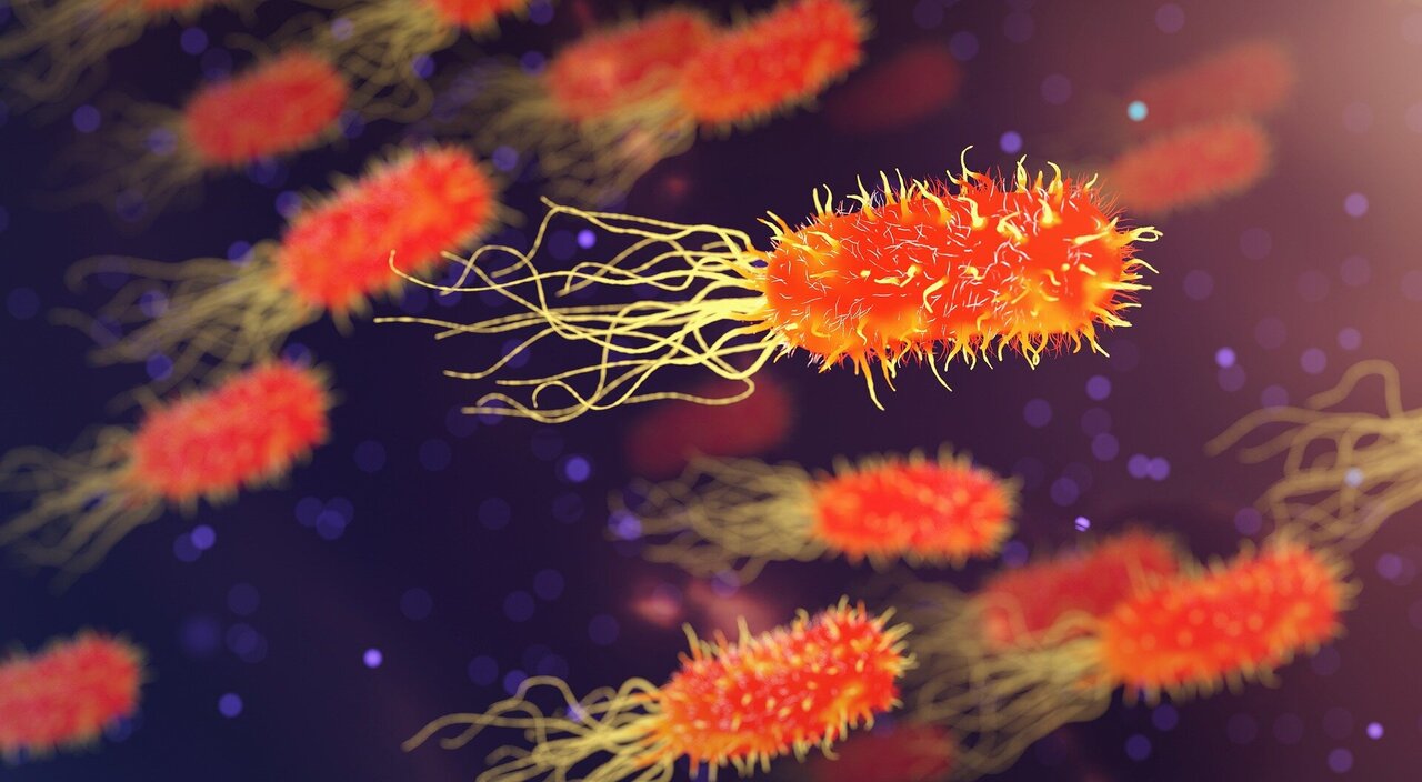 Physical pressure helps pathogenic P aeruginosa survive antibiotic ...