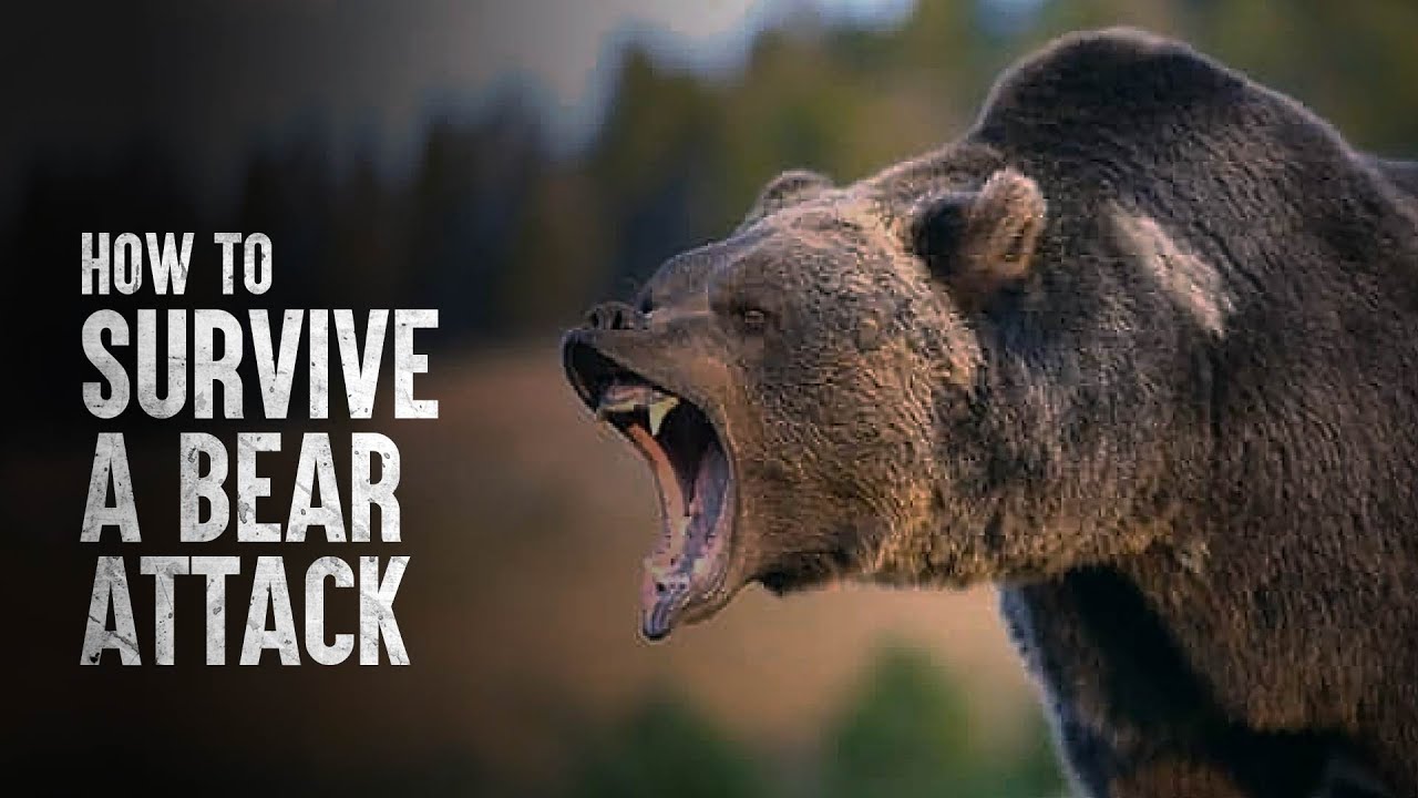 Science-backed tips for surviving a bear attack
