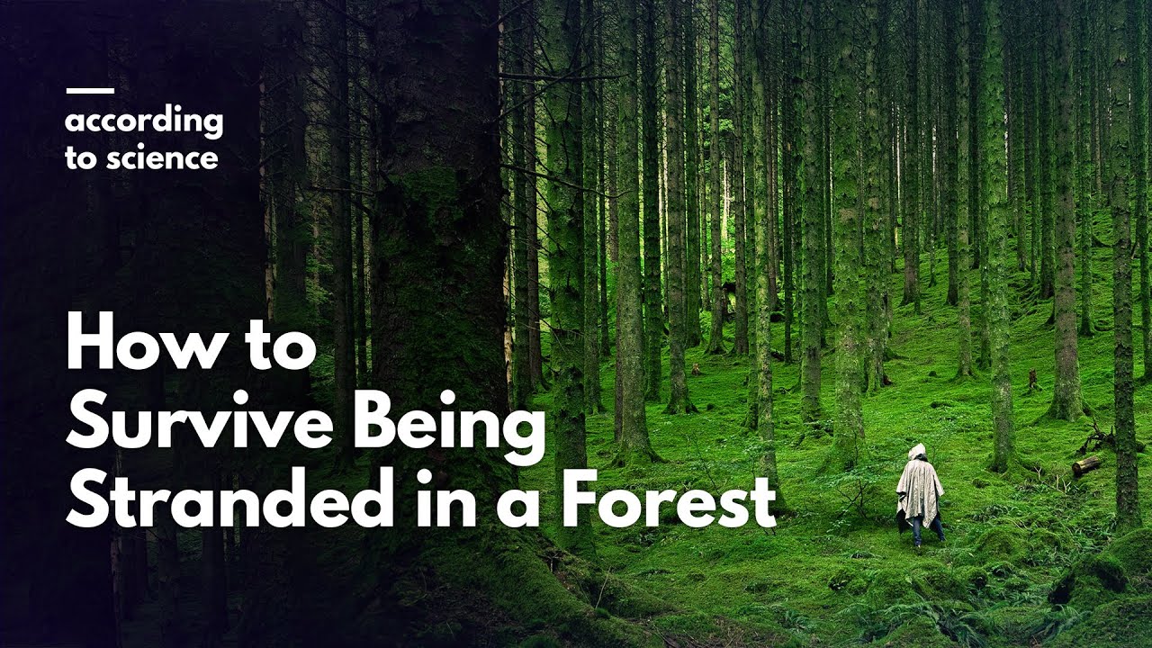 How to survive being lost in a dense forest