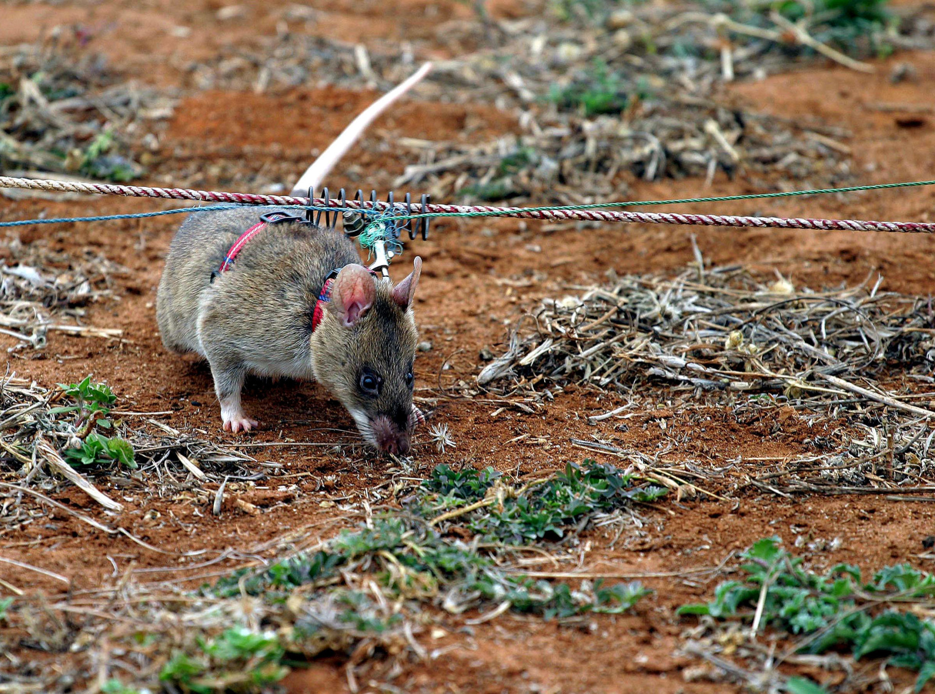 Genius animals with amazing jobs