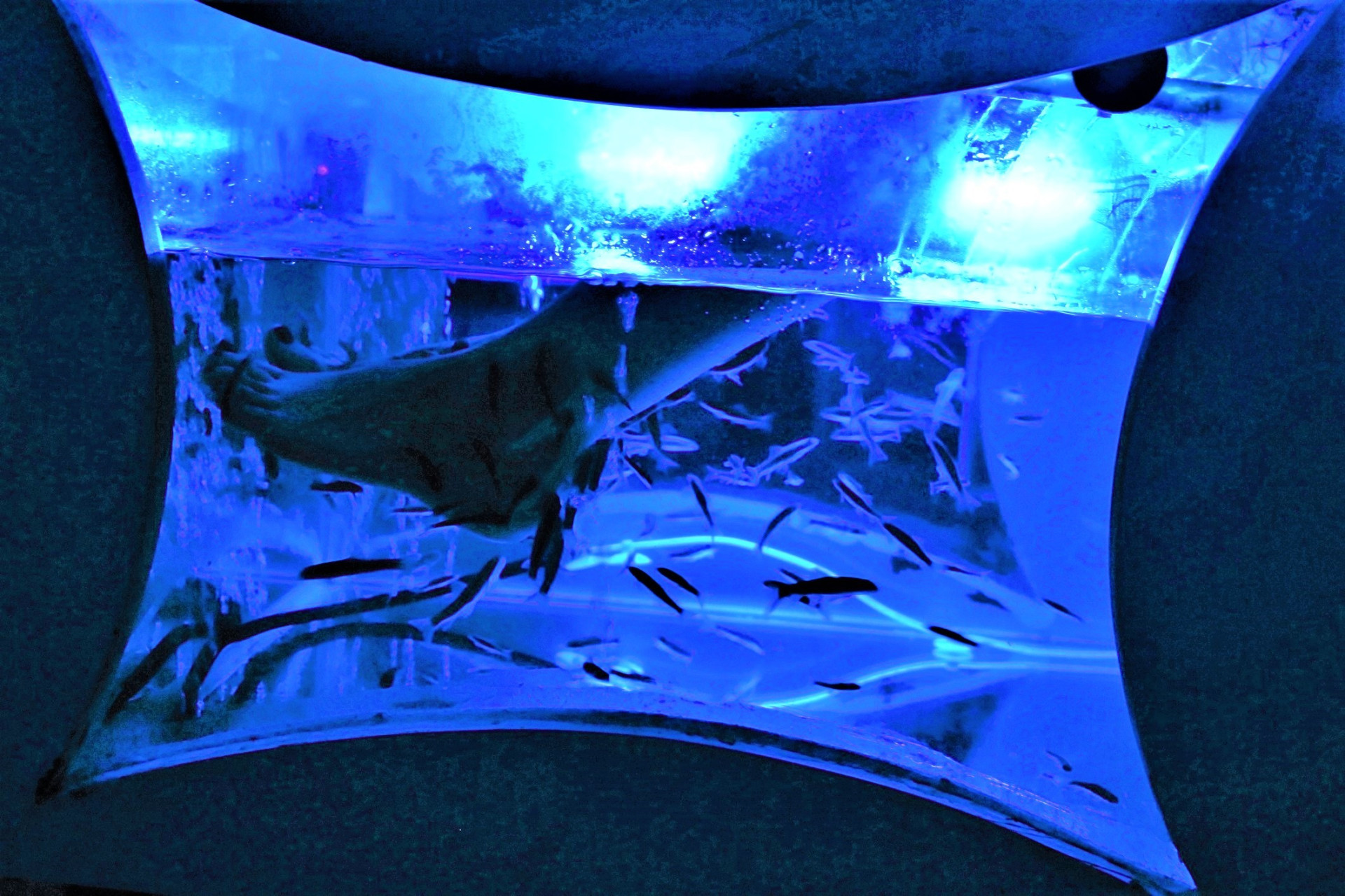 Genius animals with amazing jobs