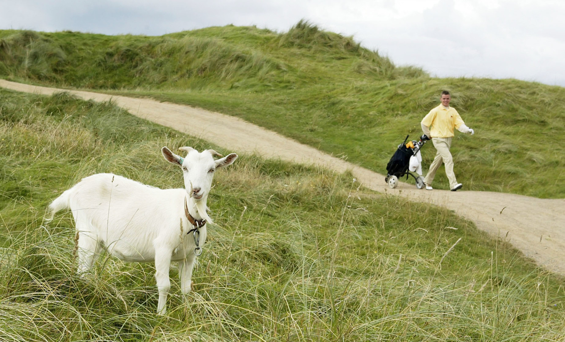 Genius animals with amazing jobs