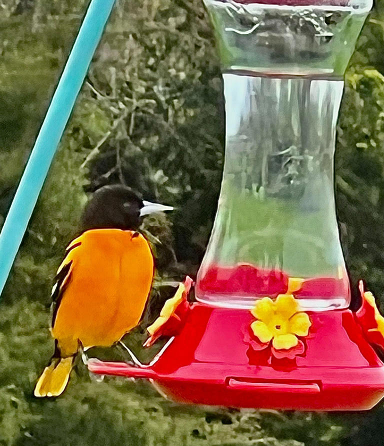 Interactive Baltimore oriole migration tracker map shows they're close