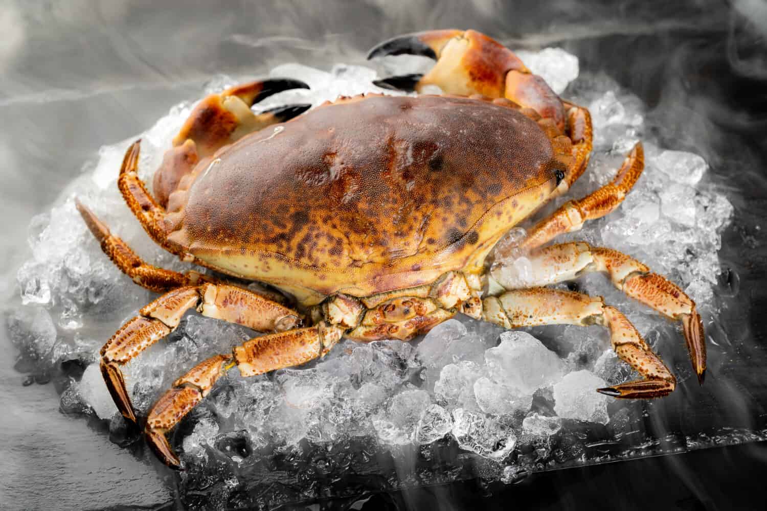 16 Crab Species Crawling on Florida’s Beaches