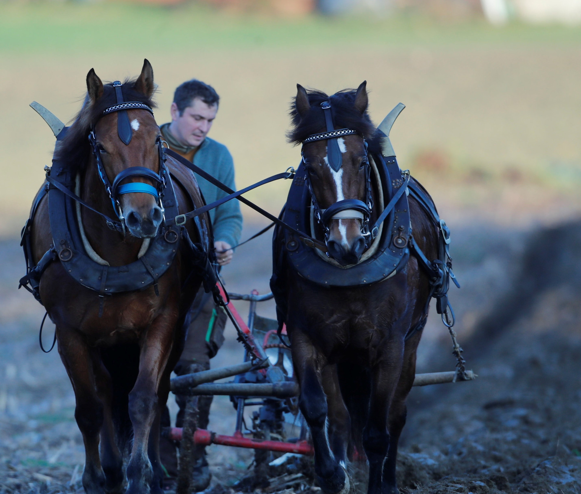 Genius animals with amazing jobs