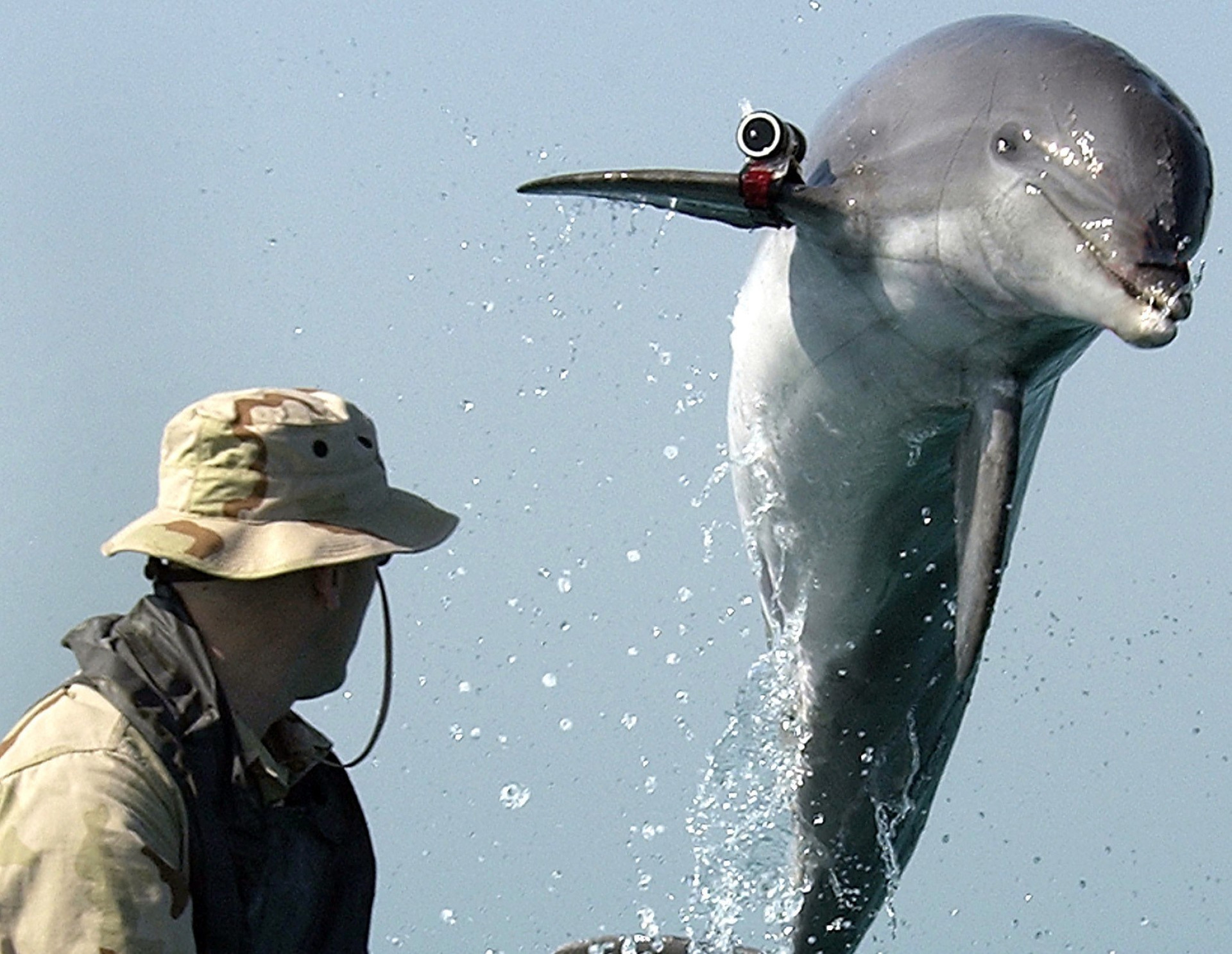 Genius animals with amazing jobs