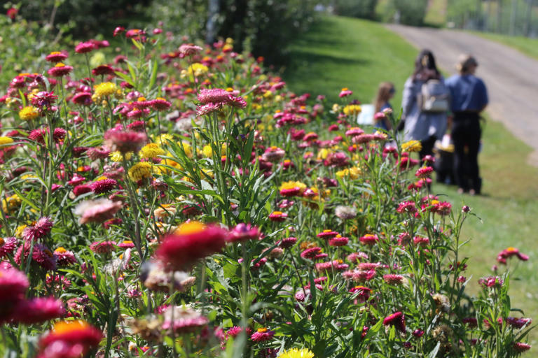 Take advantage of this year's beautiful blooms at these 9 NJ flower farms