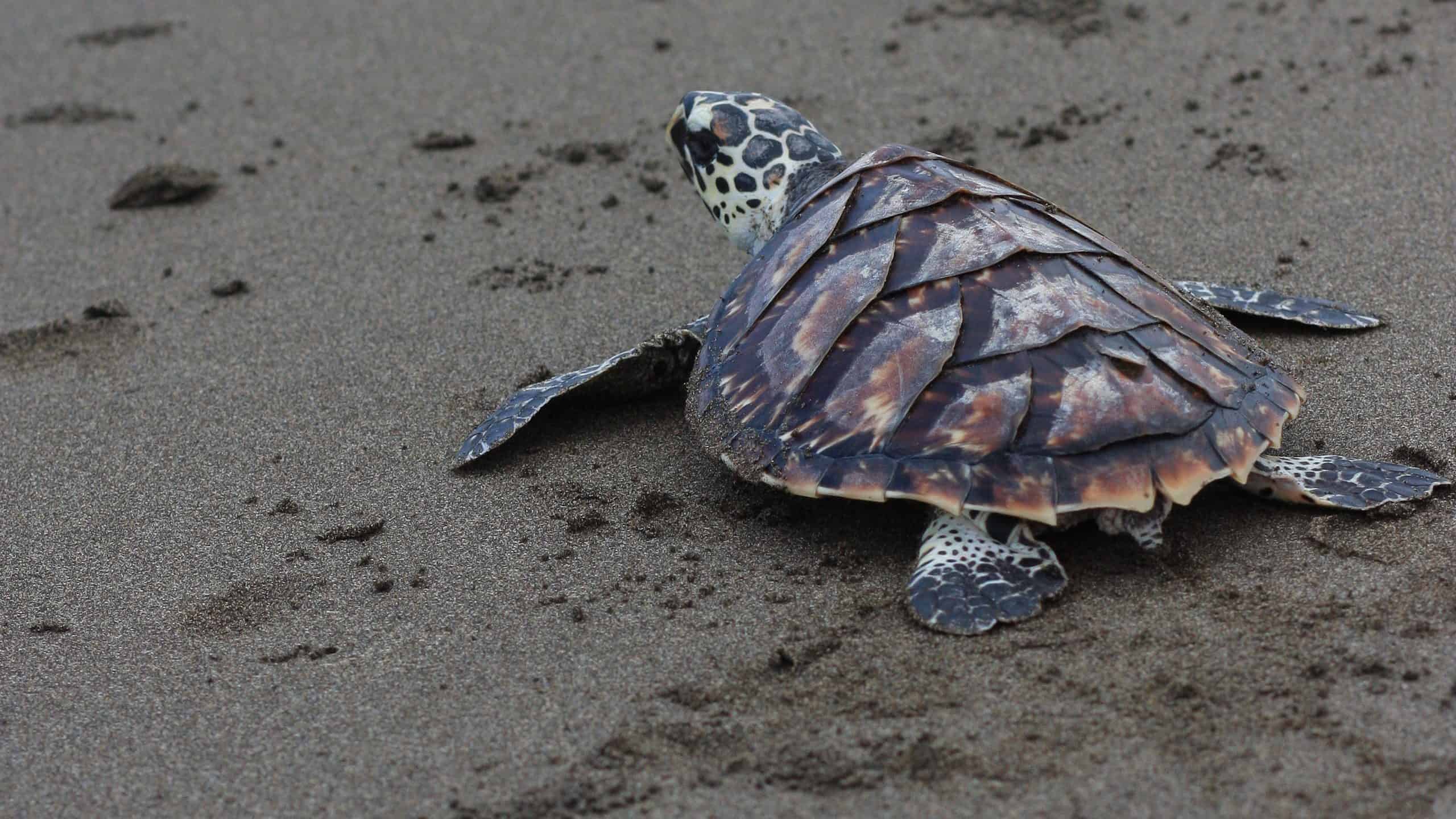 Meet the World’s Oldest Turtle