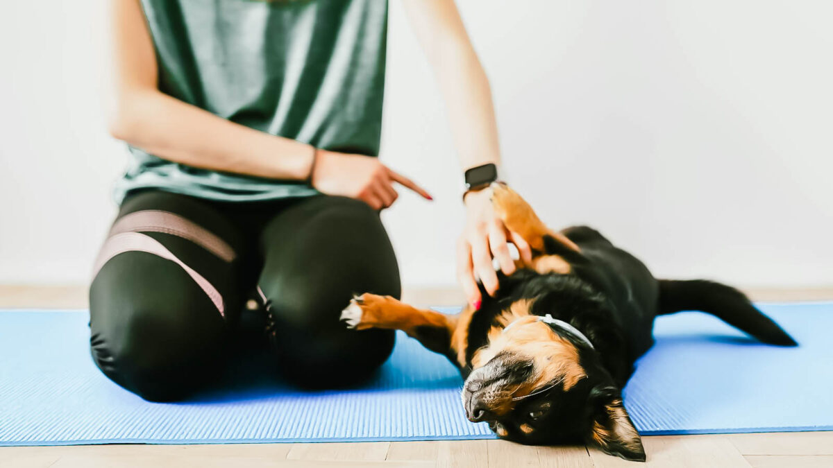 10 Most Common Dog Training Mistakes Owners Make