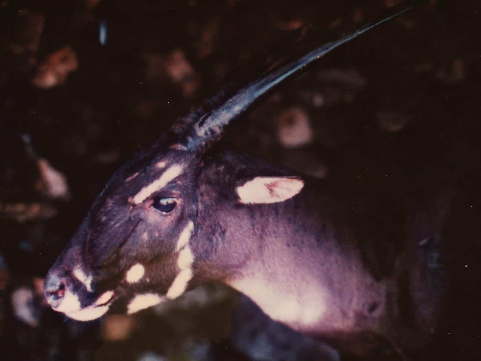 These Creatures Hold the Title of the Rarest Animals on Earth