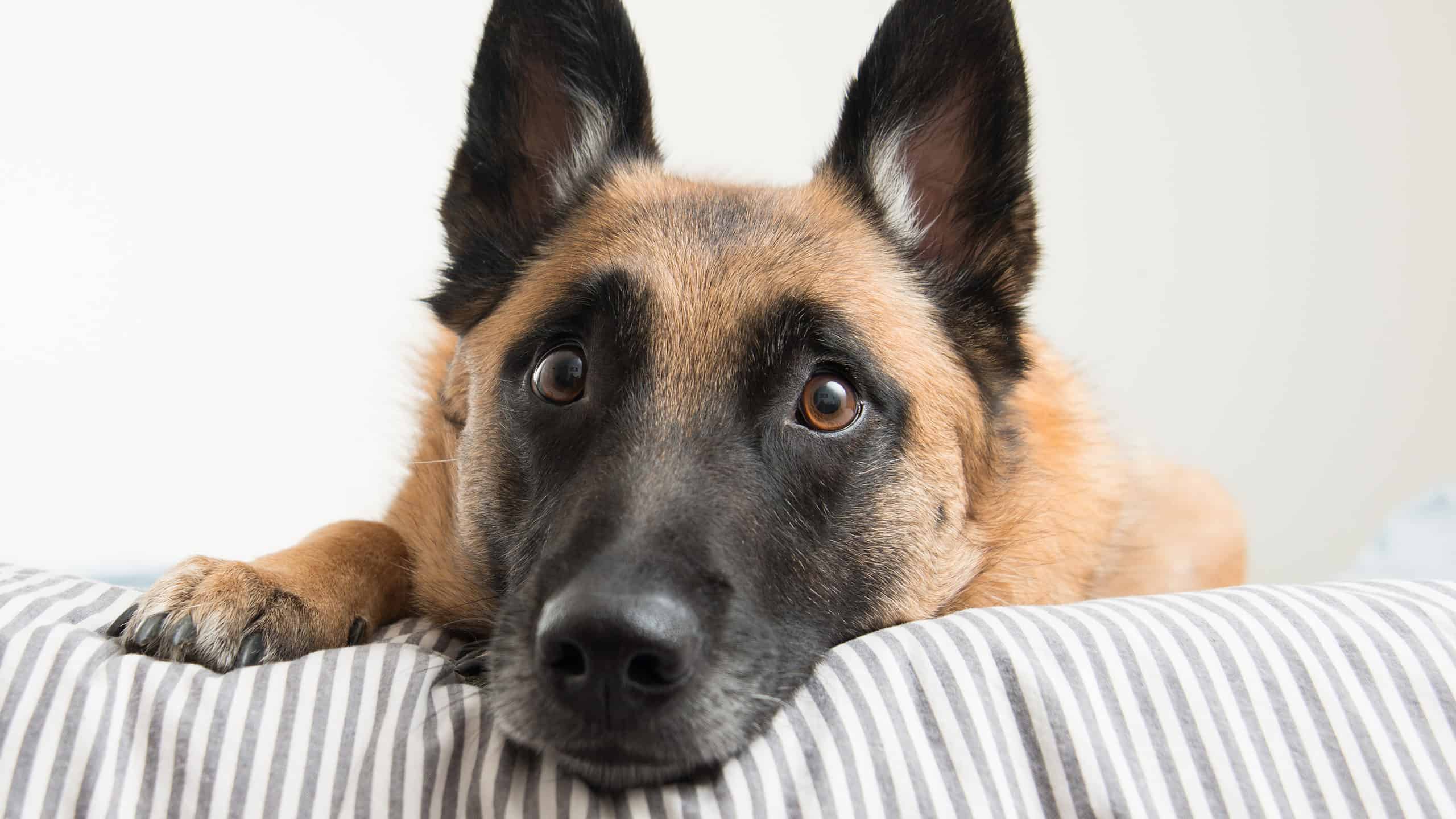 Belgian Malinois – The Perfect Guard Dog?
