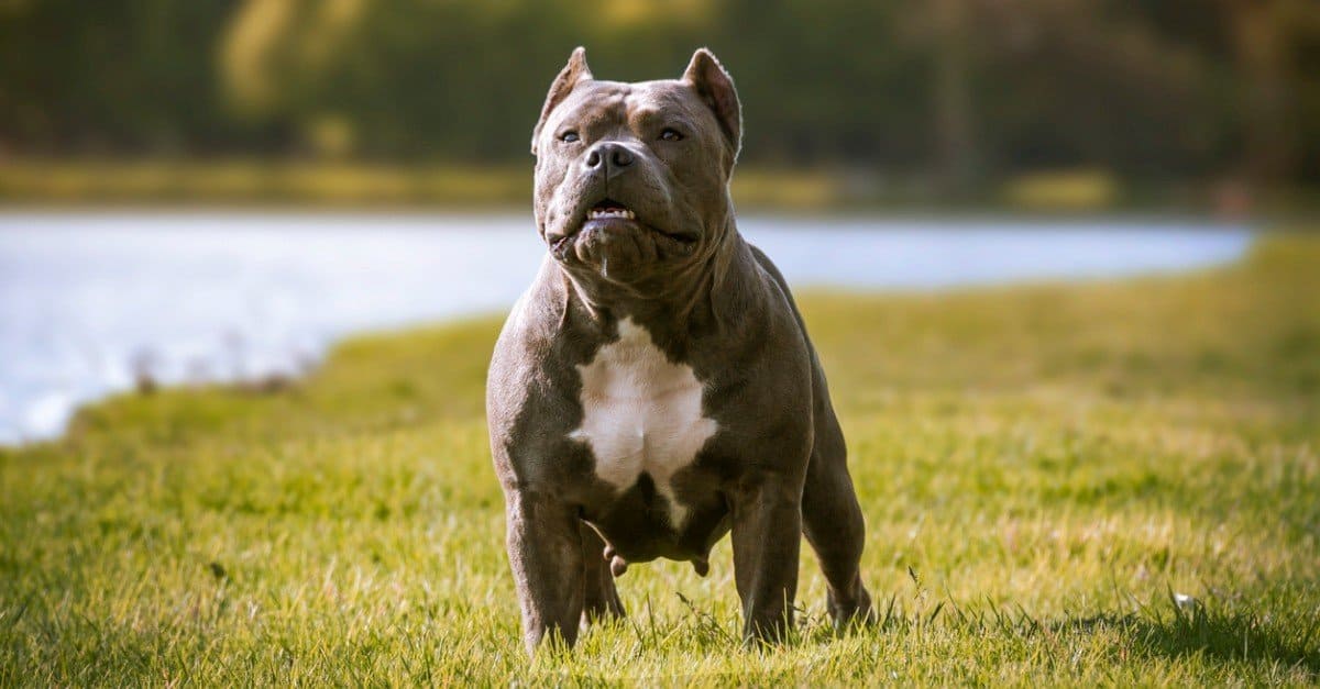14 Very Different Pit Bull Mix Breeds