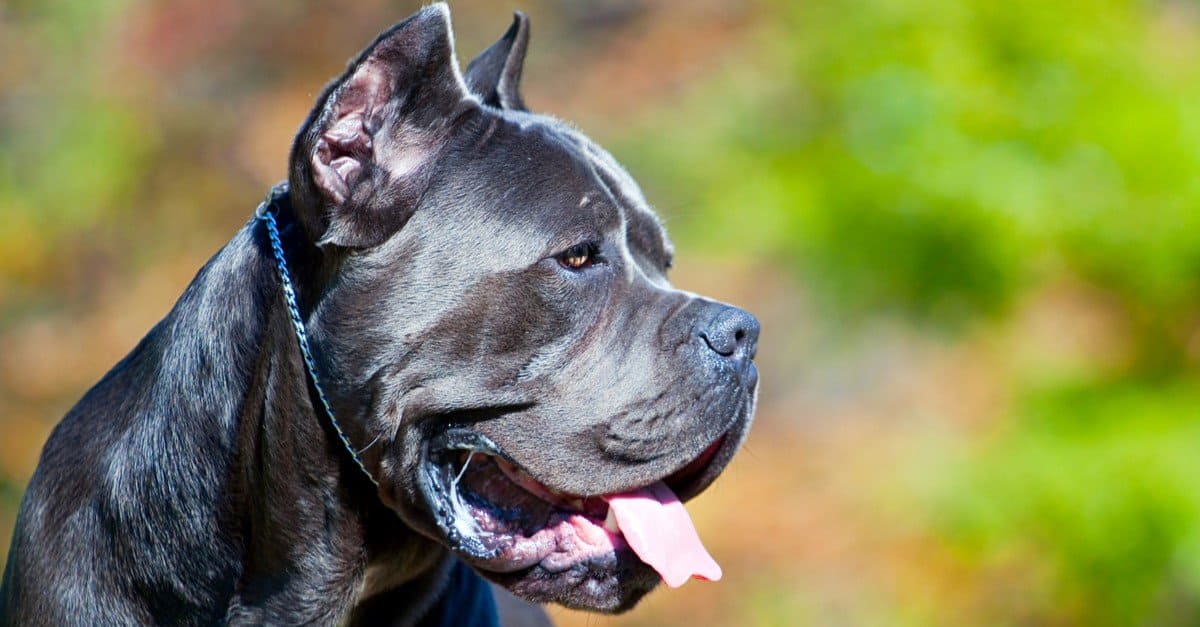 The 8 Scariest Dog Breeds