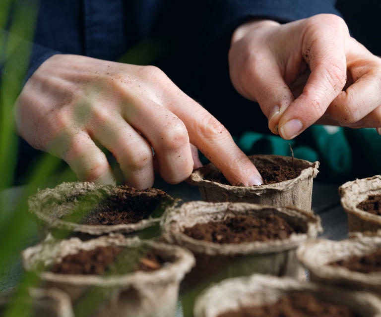 This genius, eco-friendly hack for making your own plastic-free plant ...