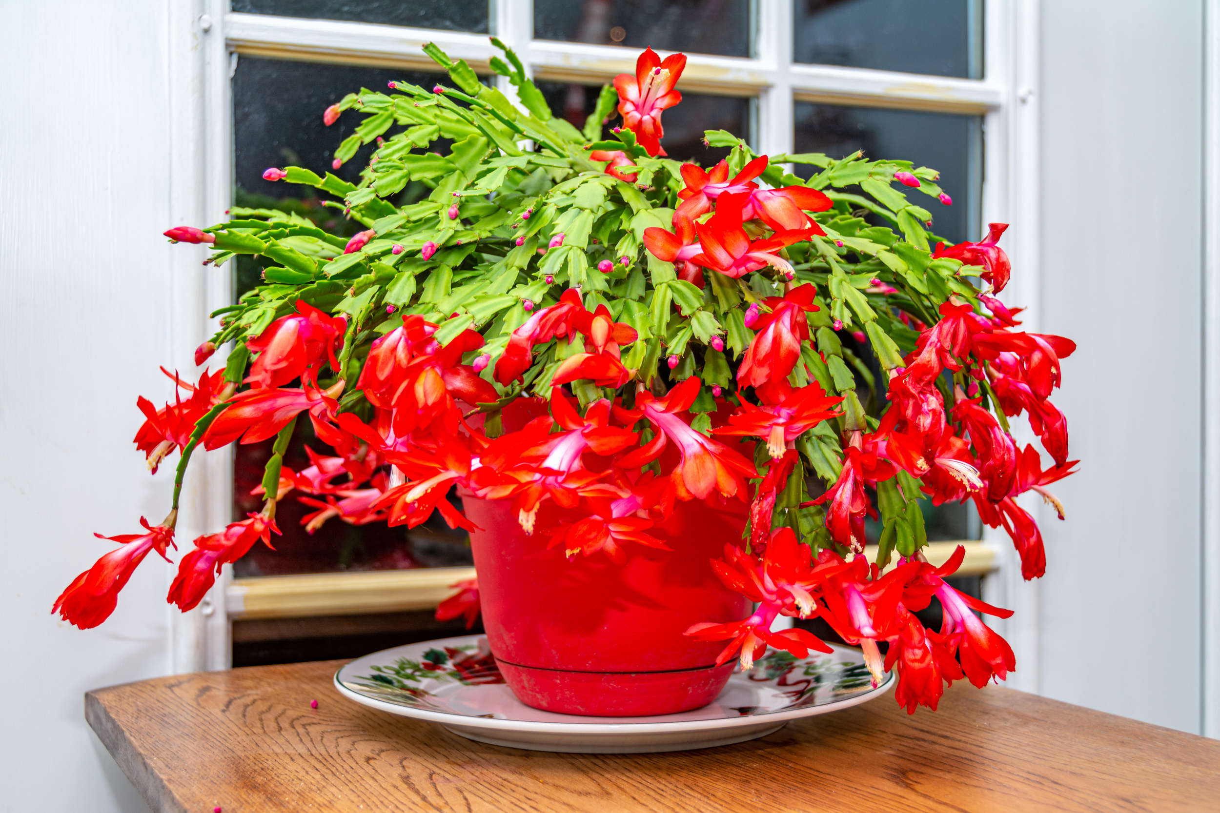 The 20 best houseplants for beginners