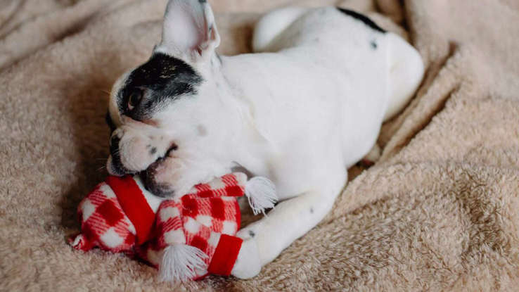 8 Things Dog Breeders Wish You Knew Before Getting A Puppy 8 Things Dog Breeders Wish You Knew Before Getting A Puppy