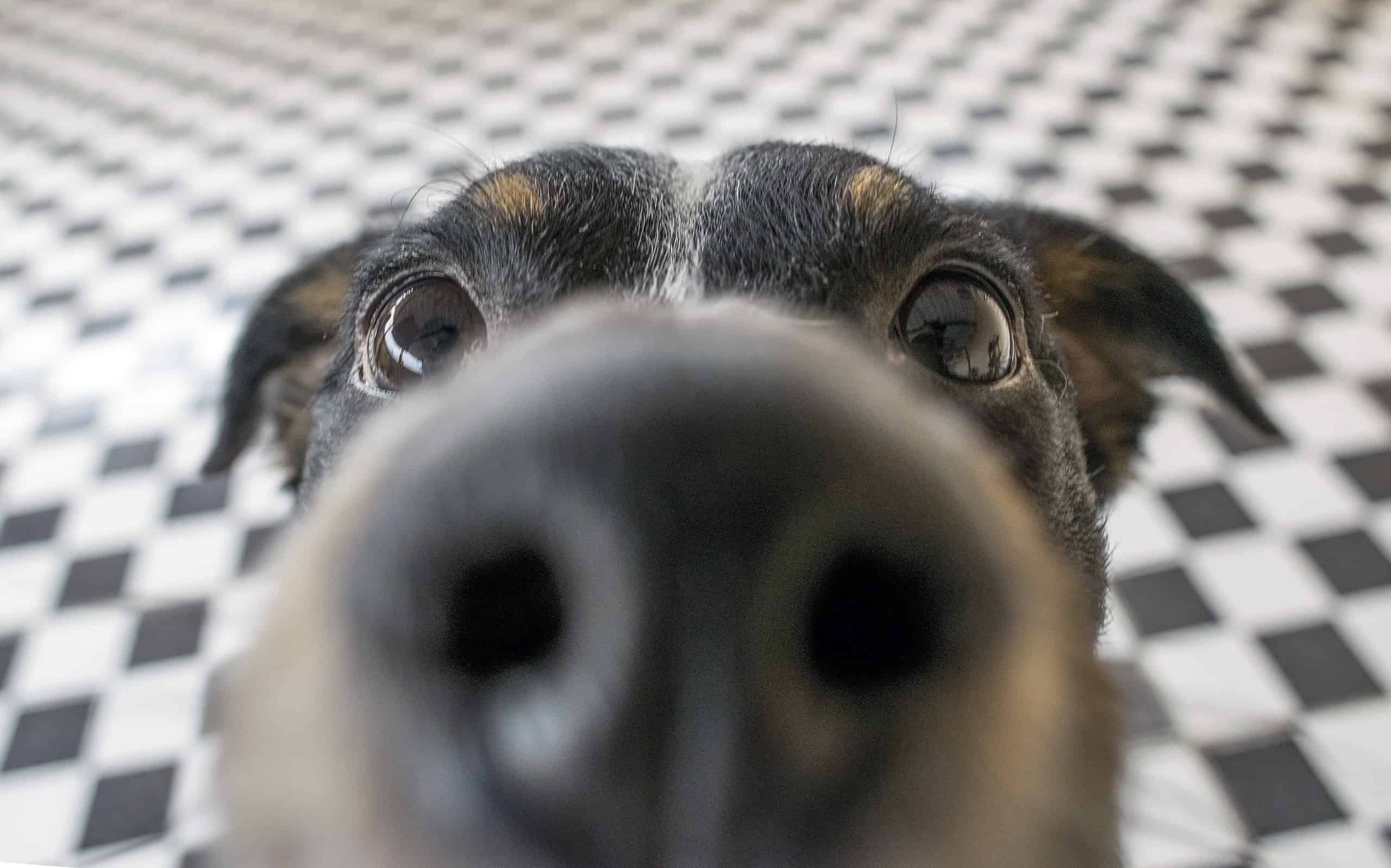 These are the 8 smells that dogs absolutely hate