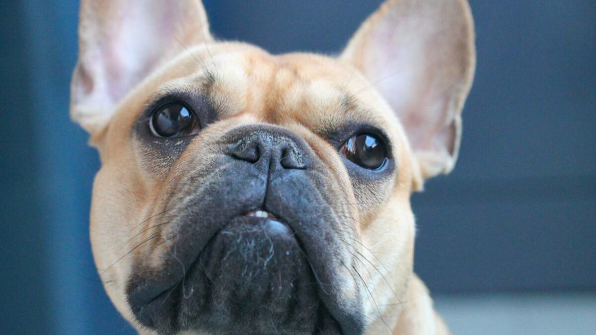 15 Best Dogs To Own If You Live In a City