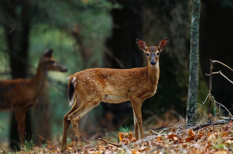New changes are considered for antlerless deer regulations: FWC