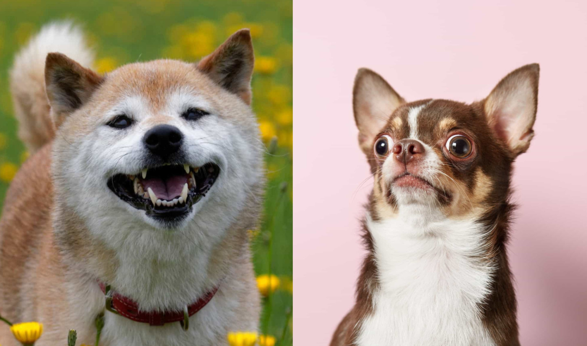 L'histoire fascinante des races de chiens préférées du monde entier